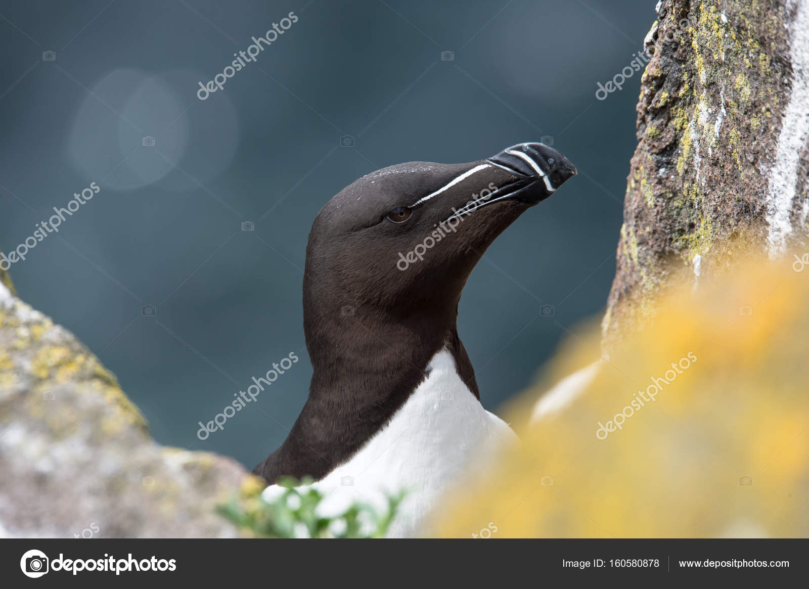 Razorbill pájaro de cerca — Foto de stock © christopherpmcleod #160580878