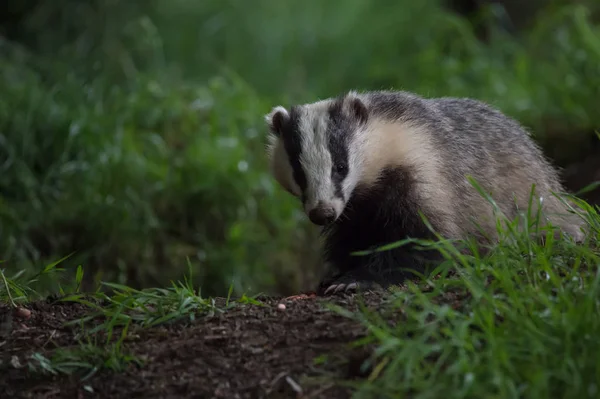 Couple of British Badgers Stock Photo by ©christopherpmcleod 160580752