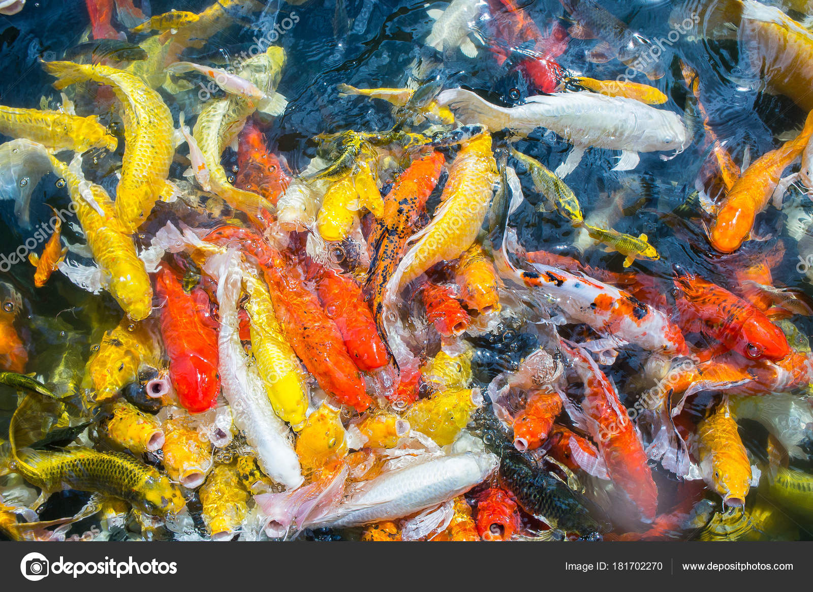 Fancy carp fishs swim in the pond , color carp fish — Stock Photo ...