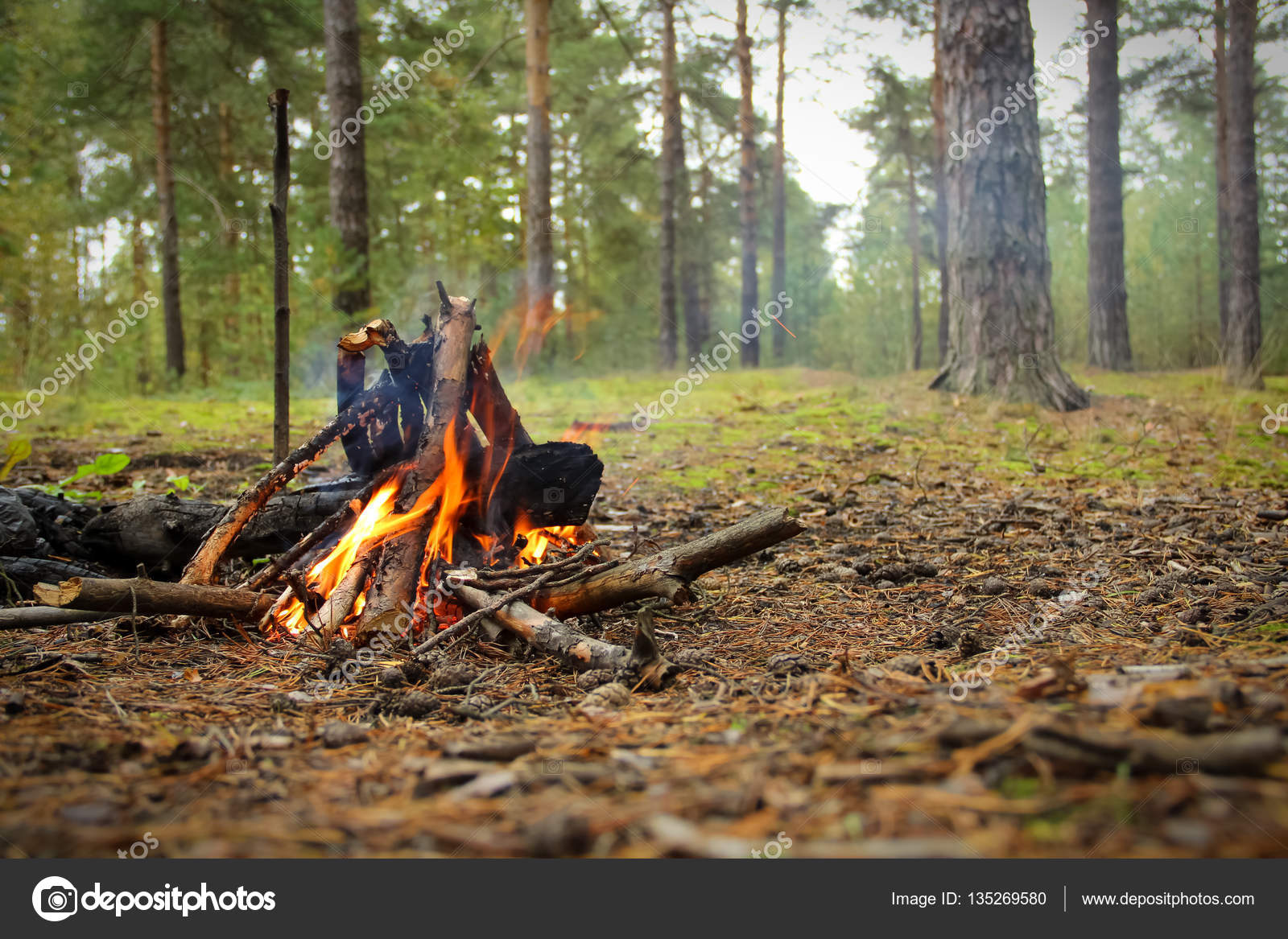 Bonfire in the pine forest Stock Photo by ©slatmp@mail.ru 135269580