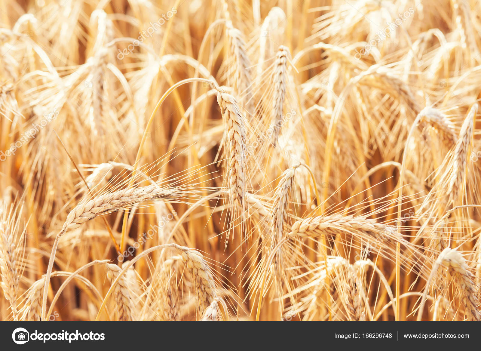 Wheat on farm field — Stock Photo © dexteris #166296748