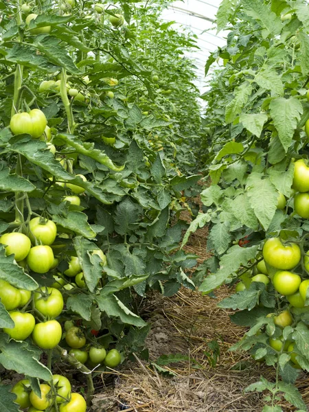 Natural cultivation of tomatoes on the ground - Stock Image - Everypixel