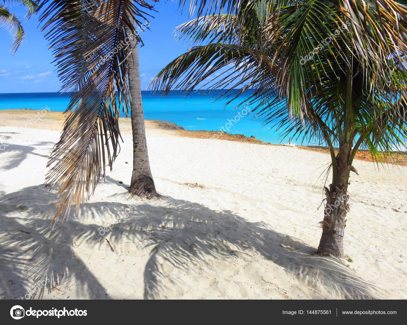 Enigmatic beach palm tree paradise of Cuba Stock Photo by ...