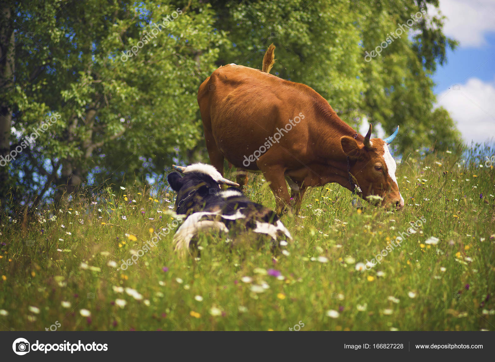 A cow couple siesta in the herbs — Stock Photo © hakunamatata372 #166827228
