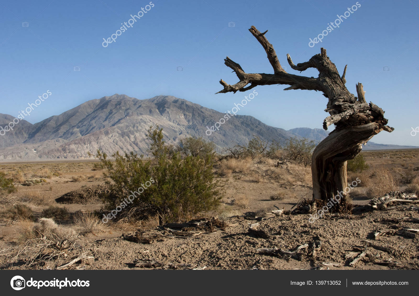 Dry tree in the desert mountains in the background, smrti Valley ...