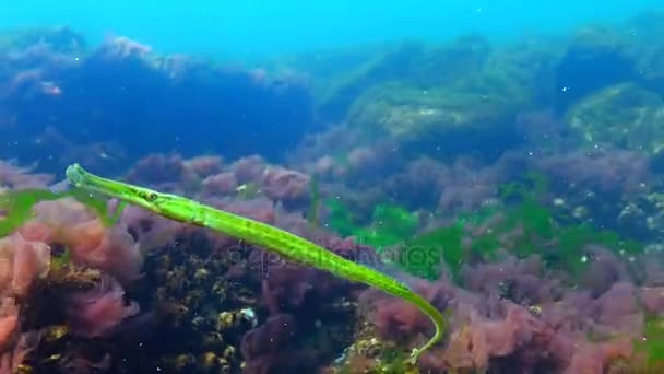 Broadnosed pipefish (Syngnathus typhle) is a fish of the Syngnathidae ...