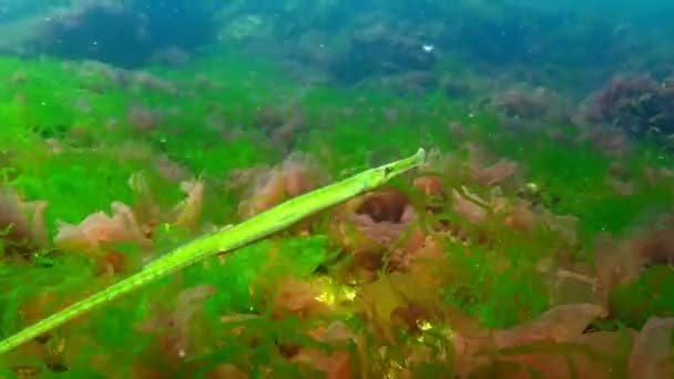 Broadnosed pipefish (Syngnathus typhle) is a fish of the Syngnathidae ...