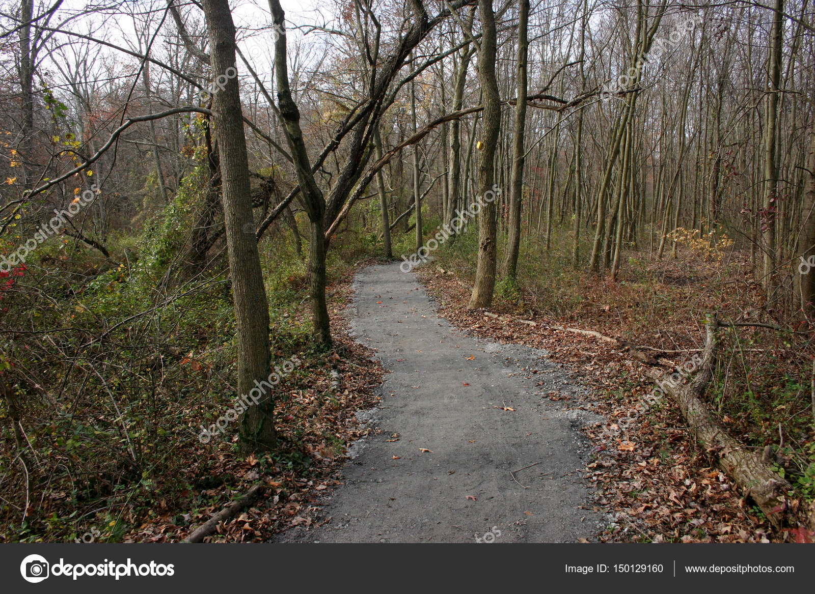 Path for walks among trees in the forest — Stock Photo © hydrobiolog ...