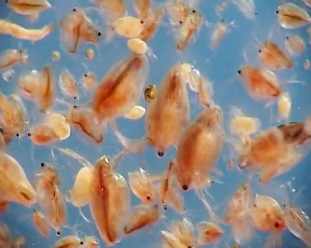 Larvae Plecoptera Daphnia Microscope Macro Video — Stock Video ...