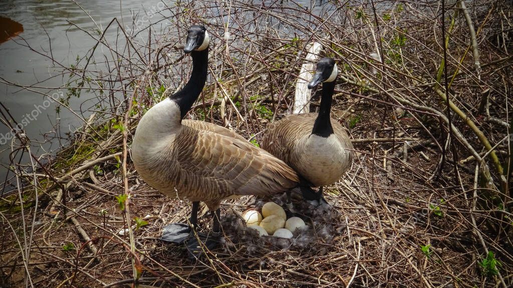 Ganso de Canadá (Branta canadensis). Ganso macho y hembra en un nido ...