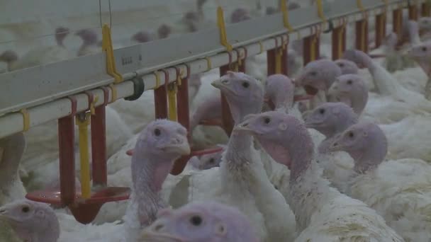 Poultry Farm Growing Broiler Turkeys Premises Poultry Farm Growing ...