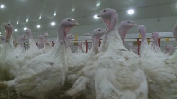 Poultry Farm Growing Broiler Turkeys Premises Poultry Farm Growing ...