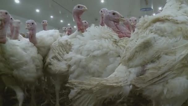 Poultry Farm Growing Broiler Turkeys Premises Poultry Farm Growing ...