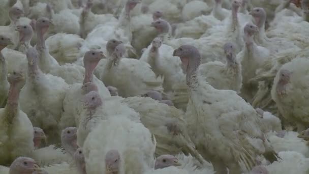 Poultry Farm Growing Broiler Turkeys Premises Poultry Farm Growing ...