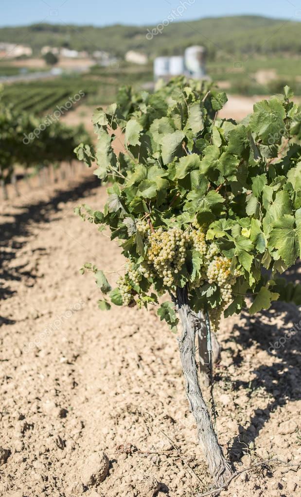 Vineyards in a rows and winery Stock Photo by ©deyangeorgiev2 129018384