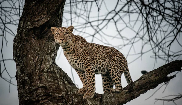 Leopards in trees Stock Photos, Royalty Free Leopards in trees Images ...