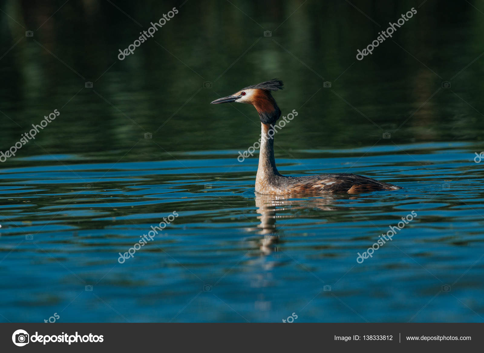 Bird floating on water surface Stock Photo by ©costasd68 138333812