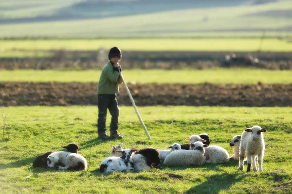 A modern shepherd Stock Photos, Royalty Free A modern shepherd Images ...