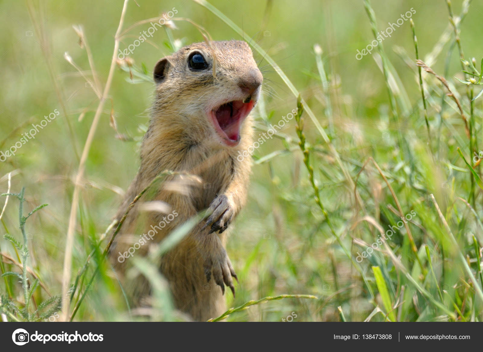 Prairie Dogs Standing