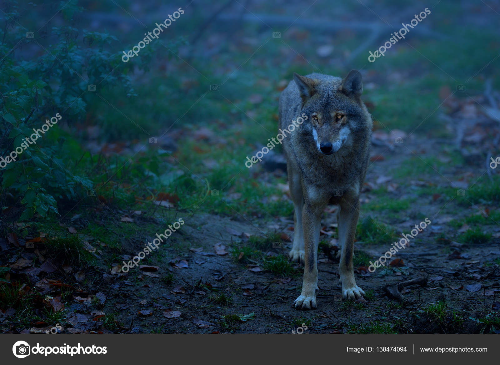 Front view of grey wolf — Stock Photo © costasd68 #138474094