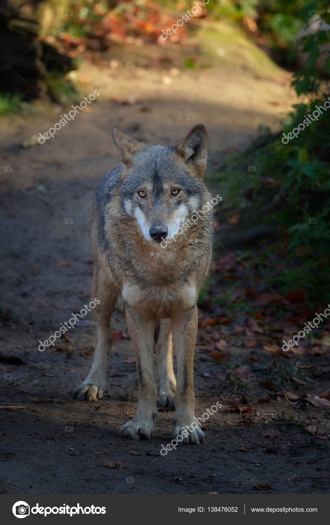 Wolf Front View