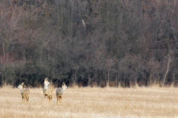 Santuário de apollo Stock Photos, Royalty Free Santuário de apollo ...