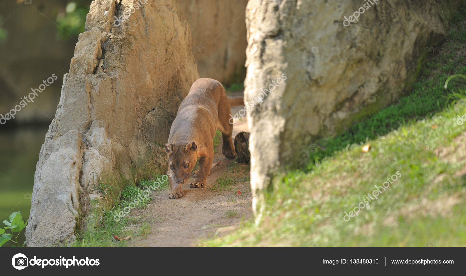 Fossa walking between rocks Stock Photo by ©costasd68 138480310