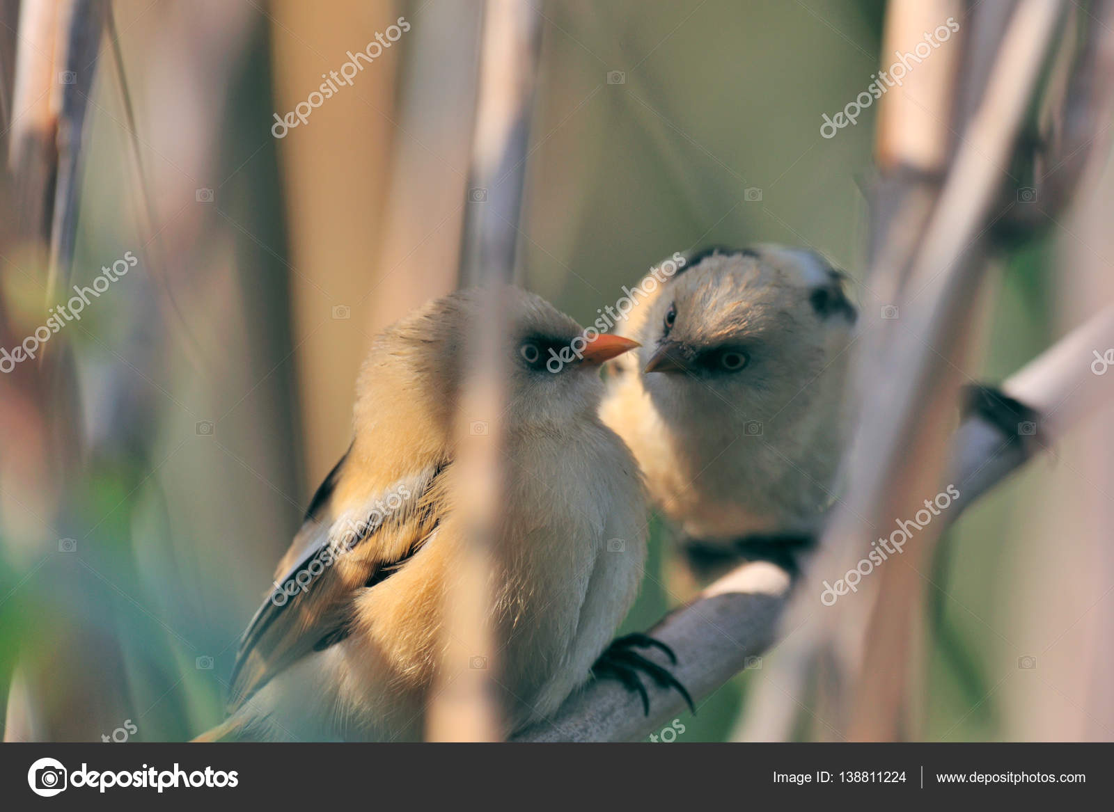Two little birds on branches — Stock Photo © costasd68 #138811224