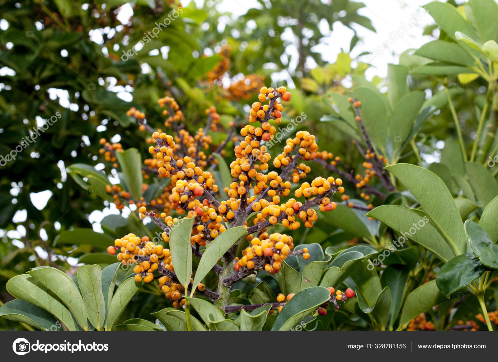 Schefflera Arboricola Dwarf Schefflera — Stock Photo © kariphoto #328781156