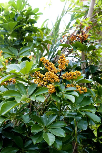 Schefflera Arboricola Dwarf Schefflera — Stock Photo © kariphoto #328781156