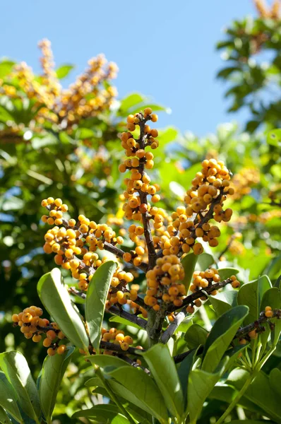 Schefflera Arboricola Dwarf Schefflera — Stock Photo © kariphoto #328781156