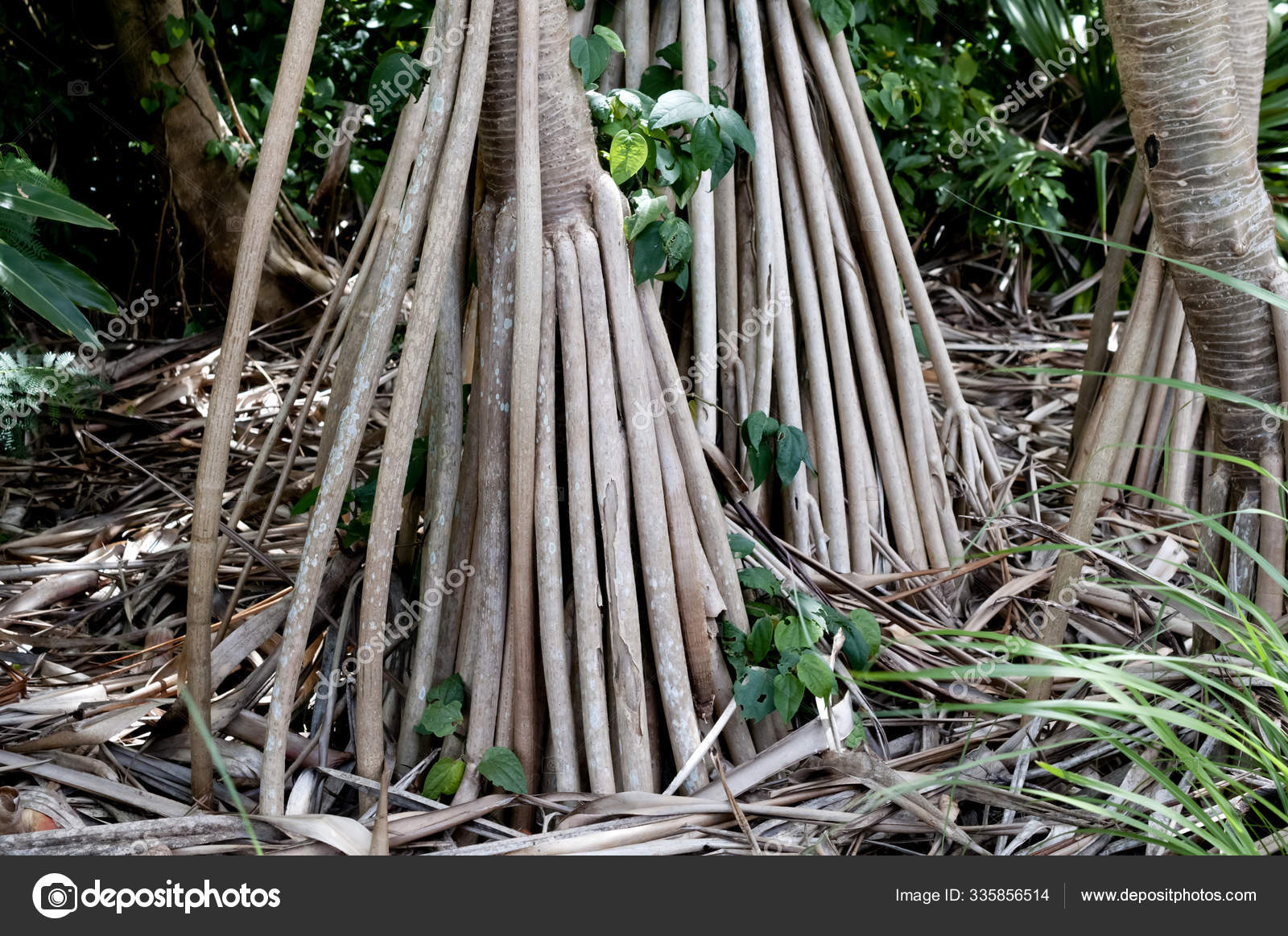 Stilt Roots Of Pandanus