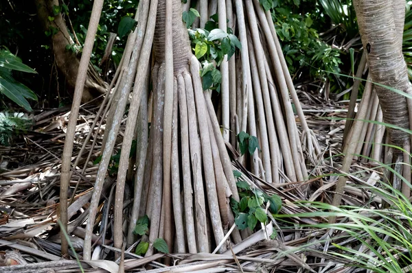 Native screw Stock Photos, Royalty Free Native screw Images | Depositphotos