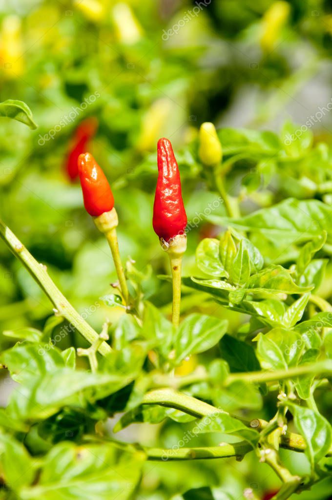 Shimatogarashi, Capsicum frutescens L. Pimienta de chile. 2022
