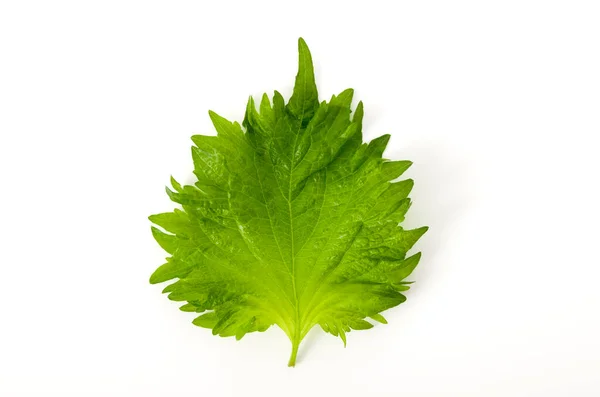 Feuille de shiso images libres de droit, photos de Feuille de shiso ...