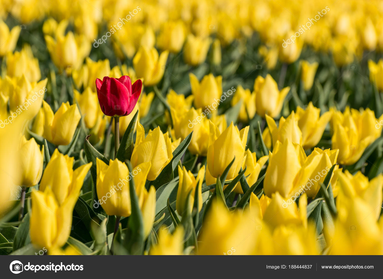 Field Of Yellow Tulips