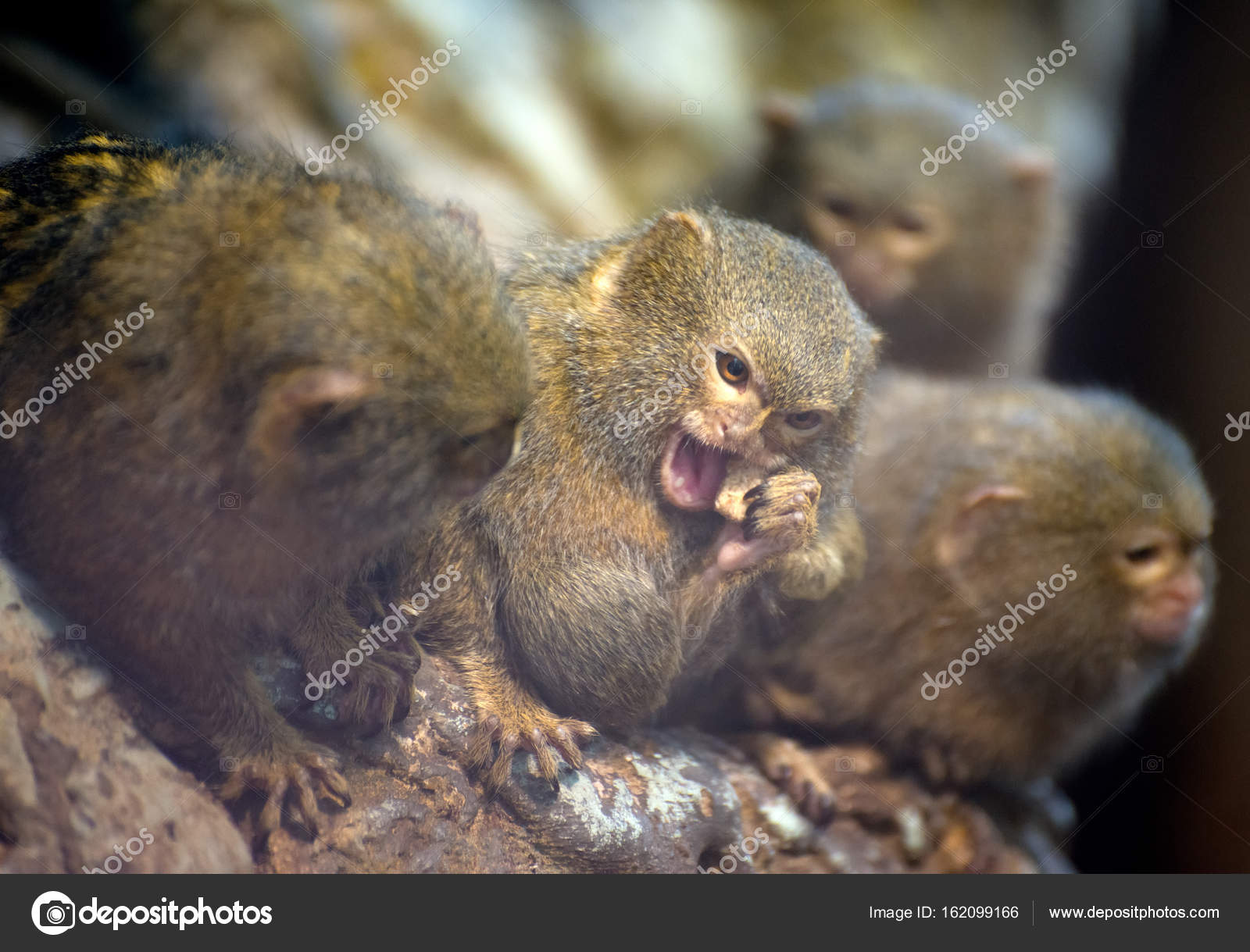 Pygmy marmoset family sitting on the tree. Stock Photo by ©mproduction ...
