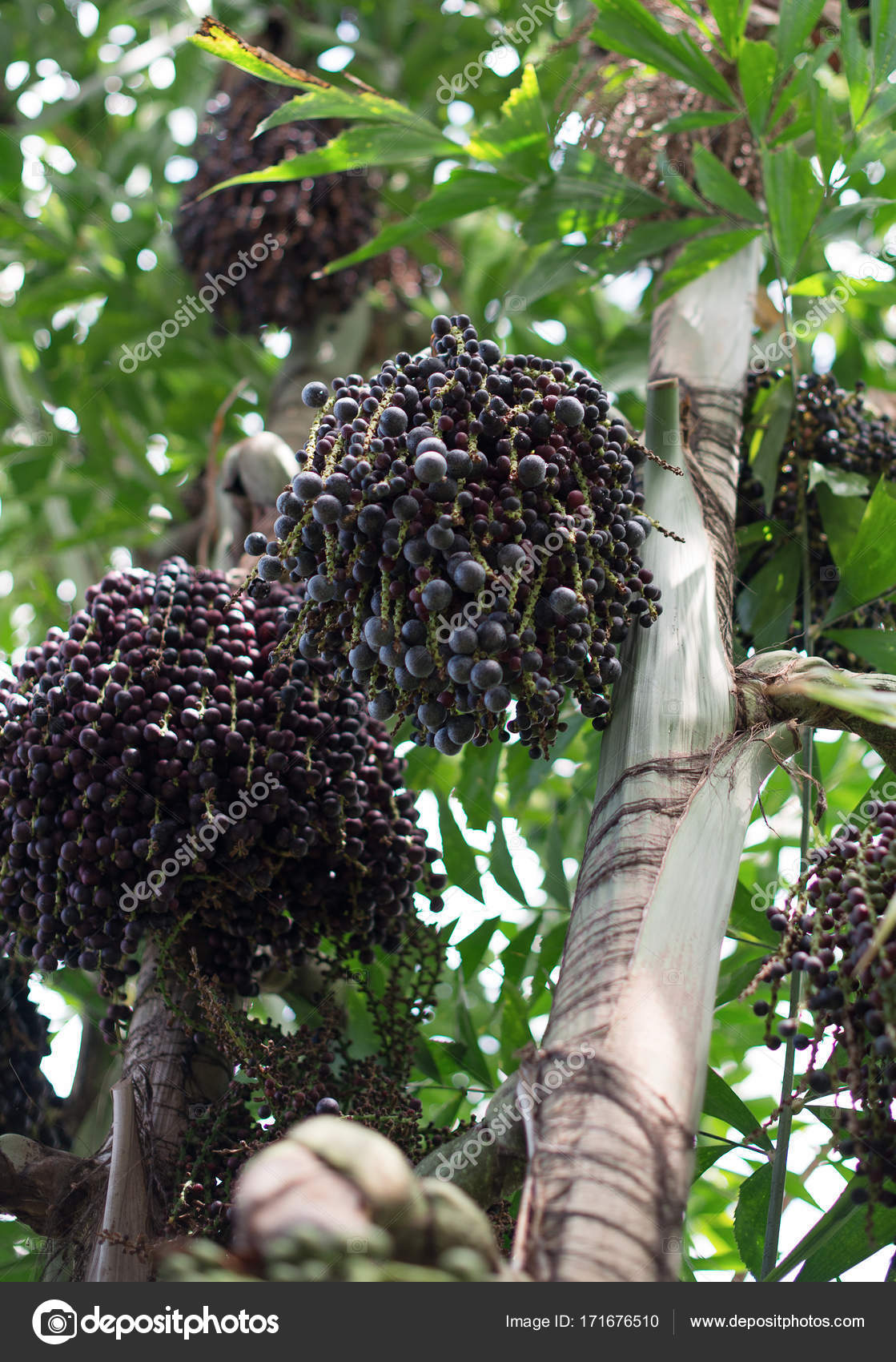 Acai berries on palm tree. Euterpe oleracea. — Stock Photo ...