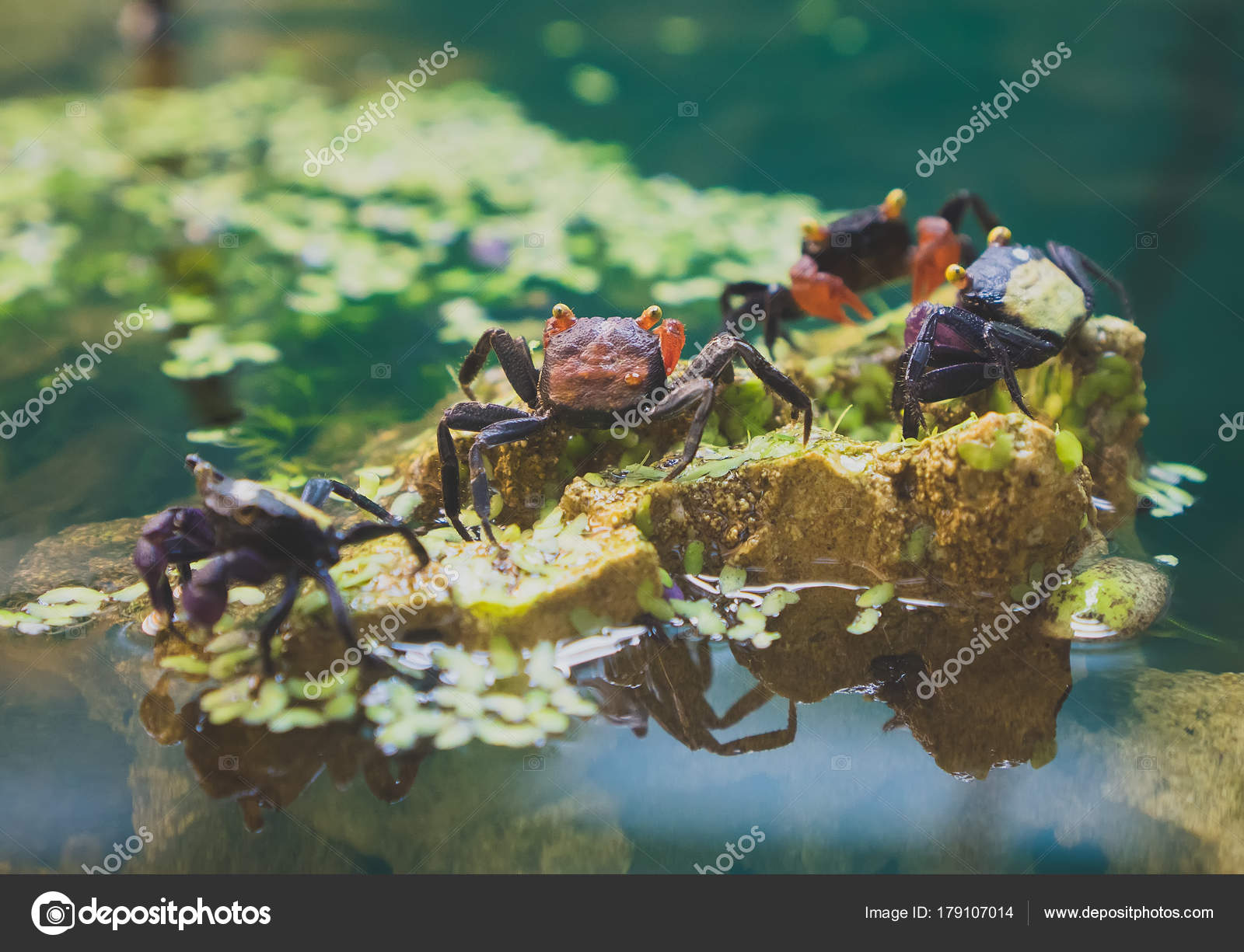 Vampire crabs and red devil crabs. Stock Photo by ©mproduction 179107014