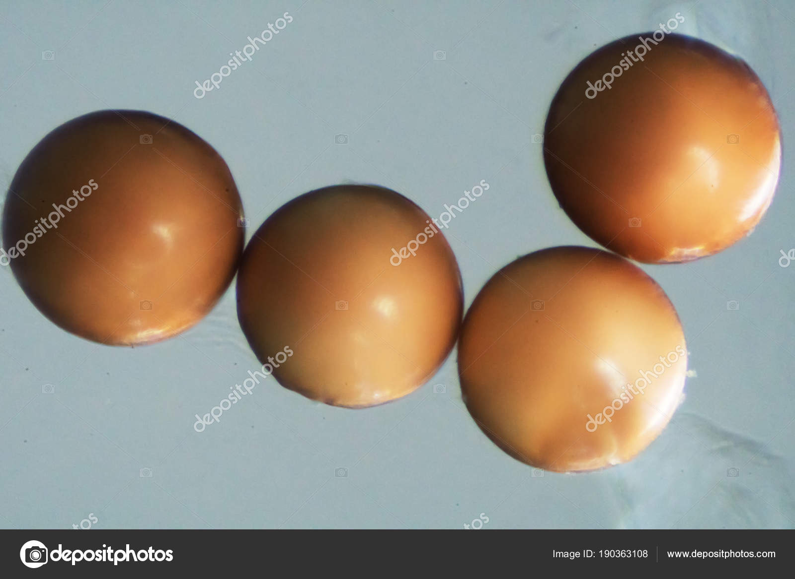 Eggs of brine shrimp under microscope. The microscopic world. Stock ...