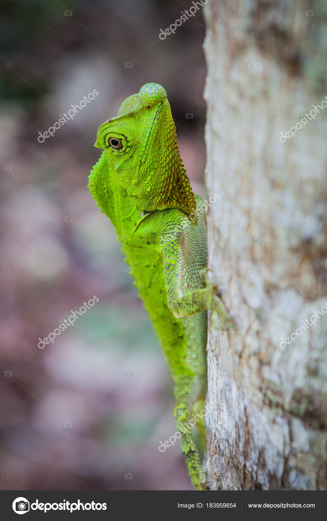 Green lizard on a tree. Beautiful closeup animal reptile in the nature ...