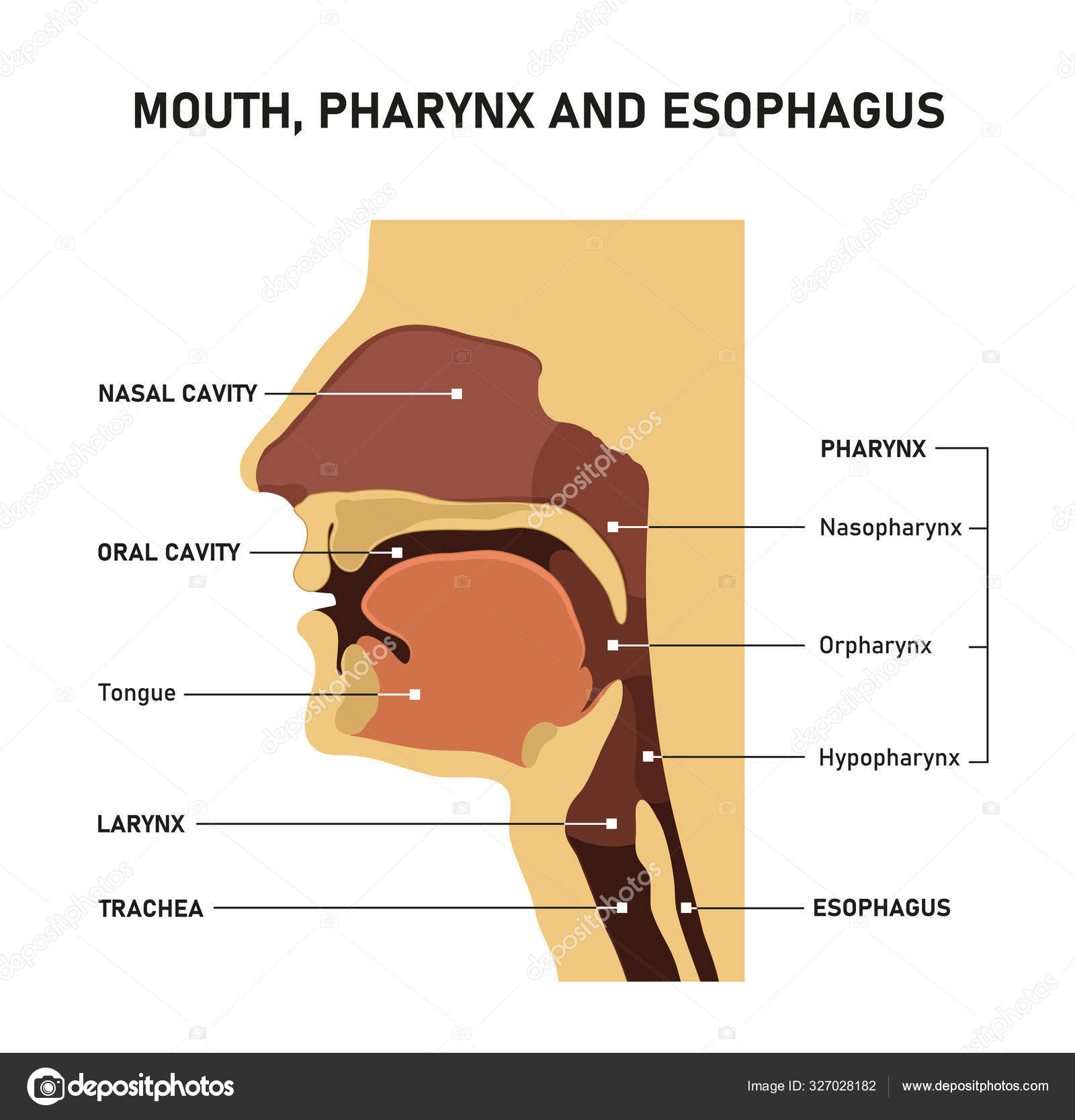 Boca, faringe y esófago . vector, gráfico vectorial © nnfotograf imagen ...