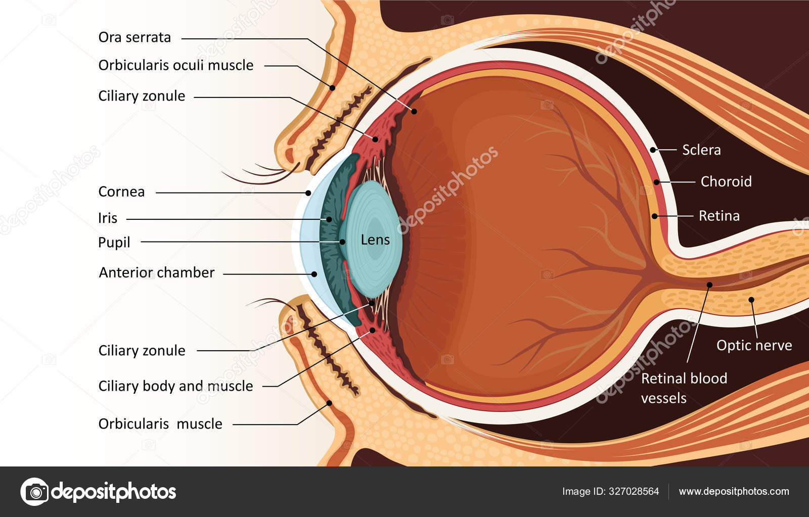 Anatomía ocular humana. Material educativo Vector de stock por ©nnfotograf 327028564
