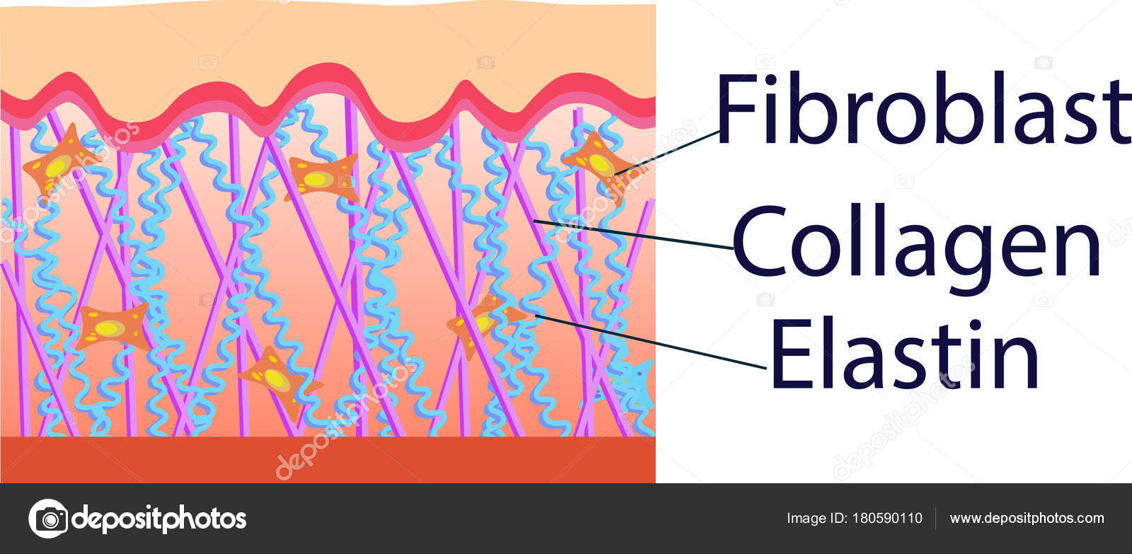 Векторная иллюстрация структурных клеток коллагеном, эластином и ...