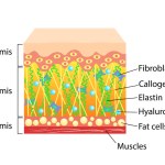 Normal Skin Anatomy of Human. Stock Vector by ©solar22 147745875