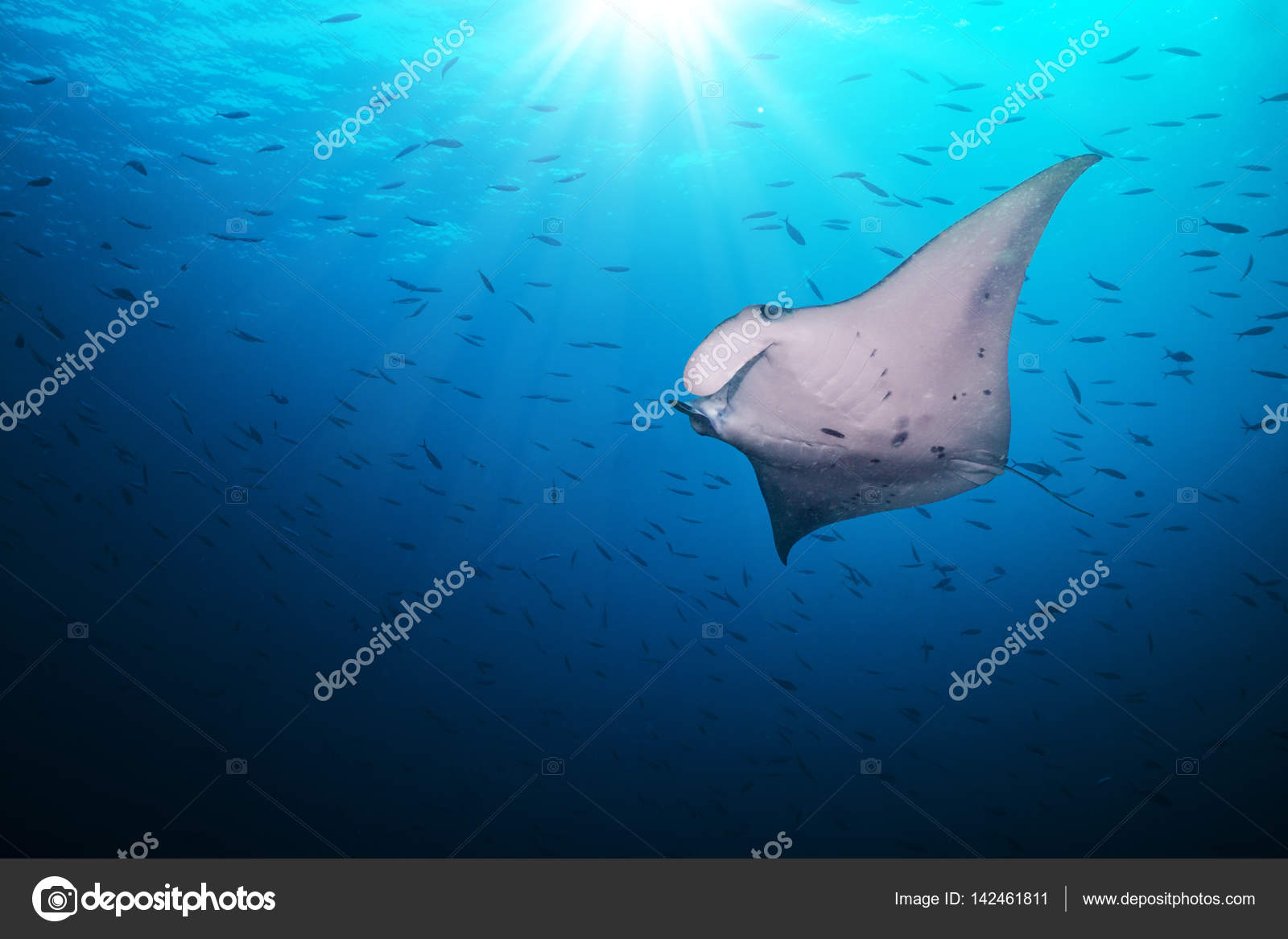 Beautiful big manta ray in deep blue ocean — Stock Photo © jag_cz ...