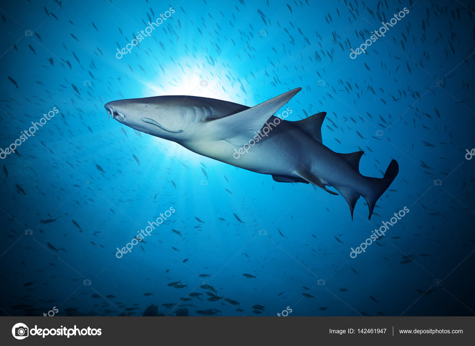 Deep Water Sharks