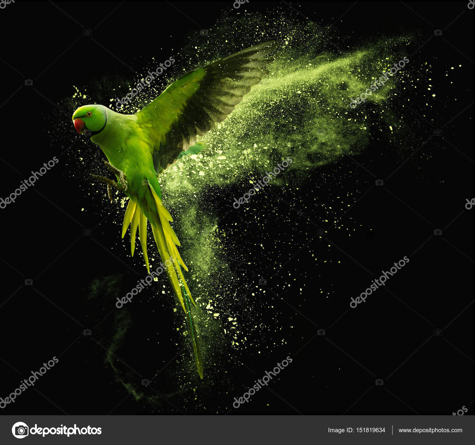 Male Alexander Parrot | ppgbbe.intranet.biologia.ufrj.br