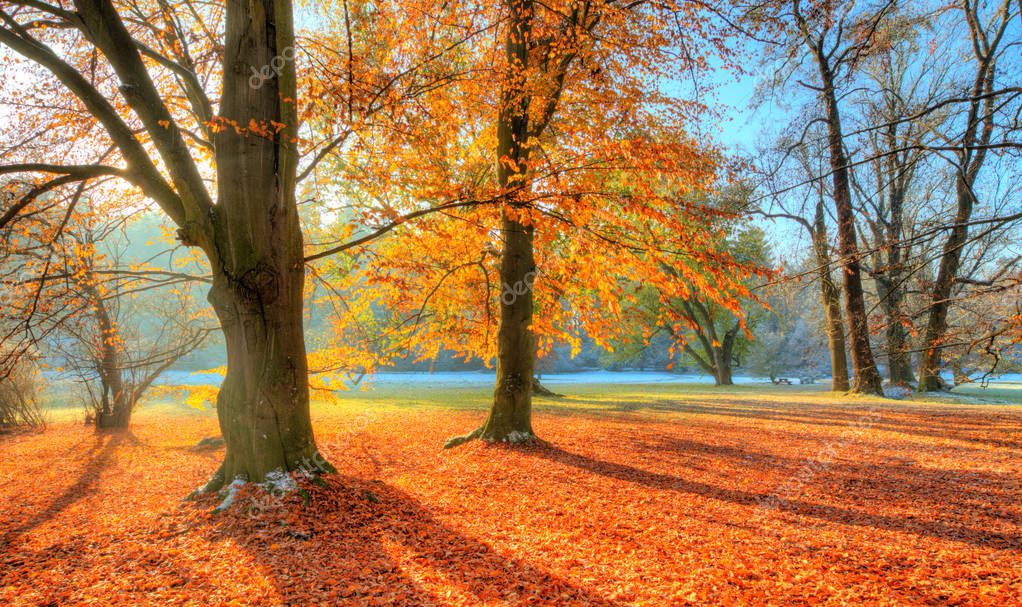 Beautiful colored trees in autumn, landscape photography — Stock Photo ...