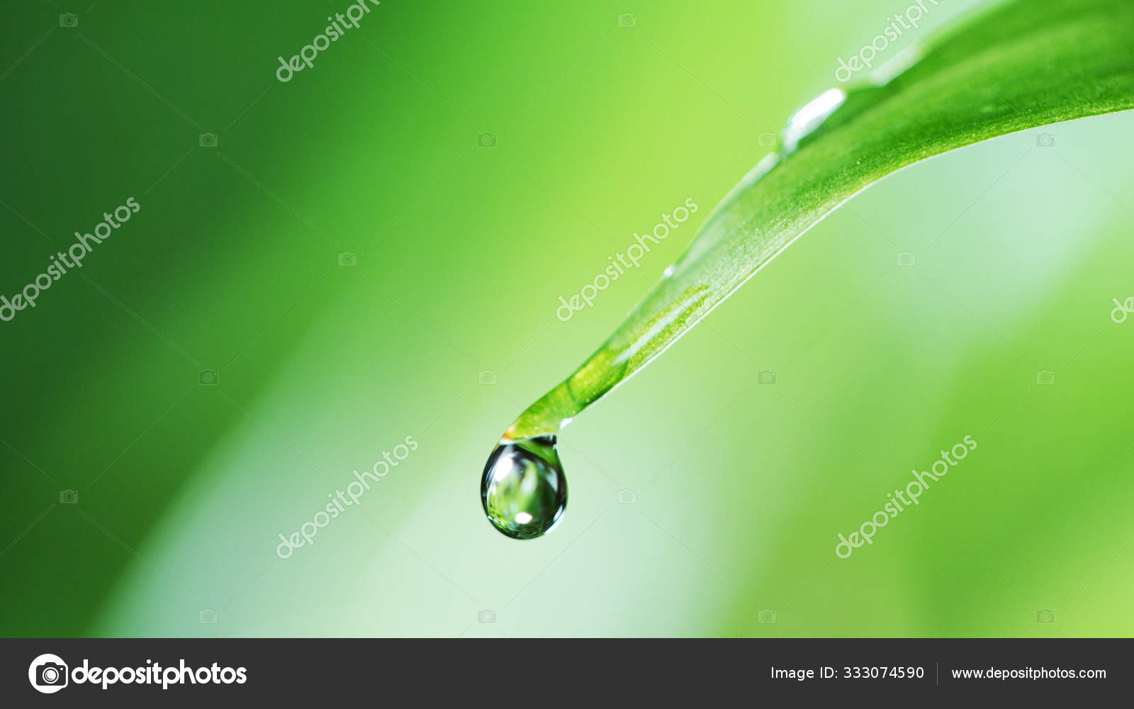 Falling water drop from leaf Stock Photo by ©jag_cz 333074590